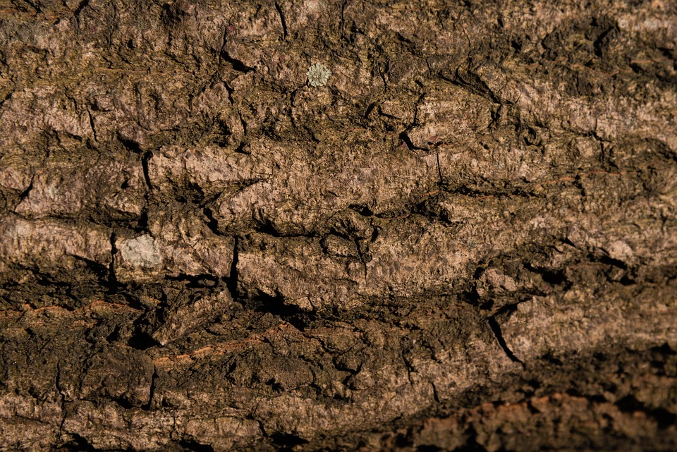 Texture Wood Pattern - Free photo on Pixabay