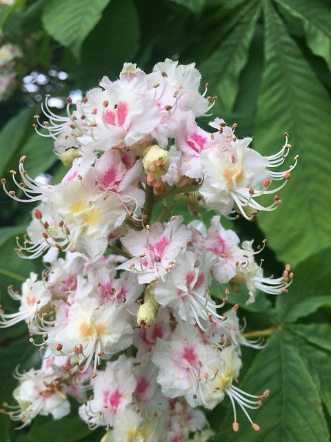 Irish Flowers Horse Chestnut Tree - Free photo on Pixabay - Pixabay
