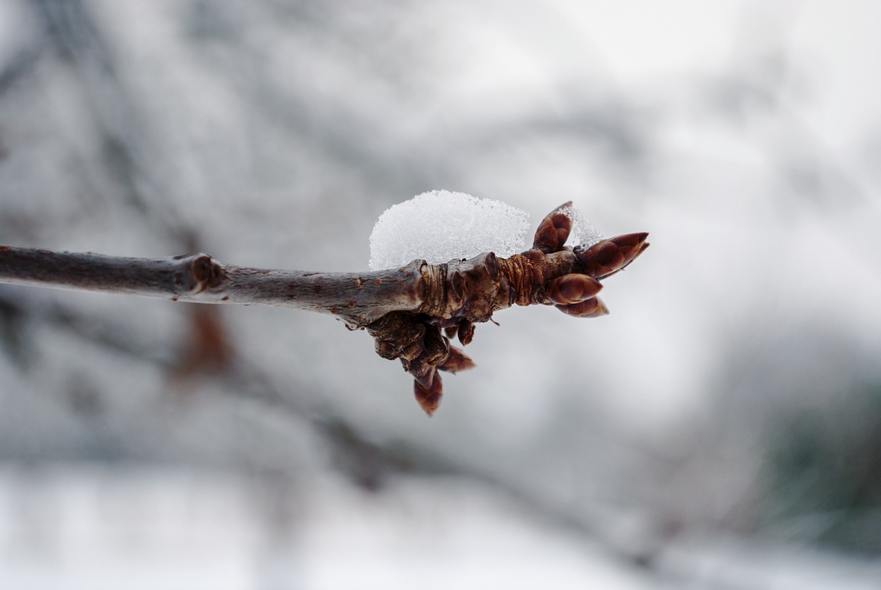 Más de 8 imágenes gratis de Knospe y Naturaleza - Pixabay