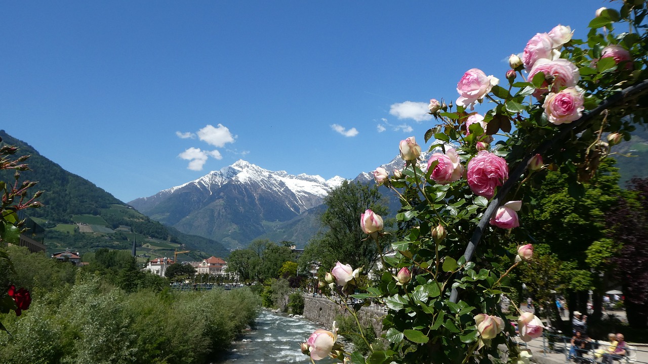 Meran South-Tirol Rose - Free photo on Pixabay - Pixabay