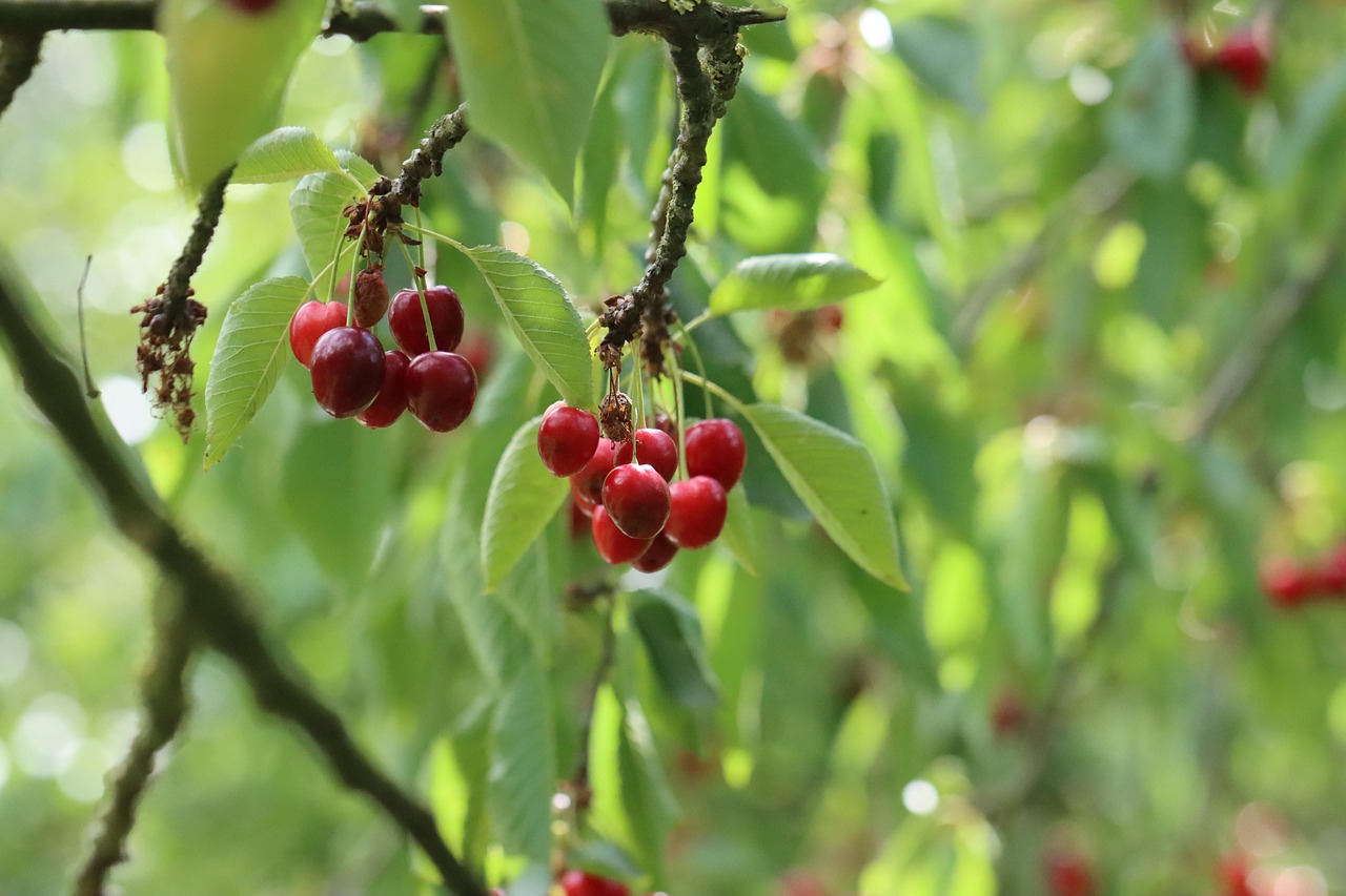 Cerises Fruits Red - Photo gratuite sur Pixabay - Pixabay