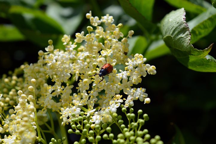 100+ Free Elderflower & Elder Images