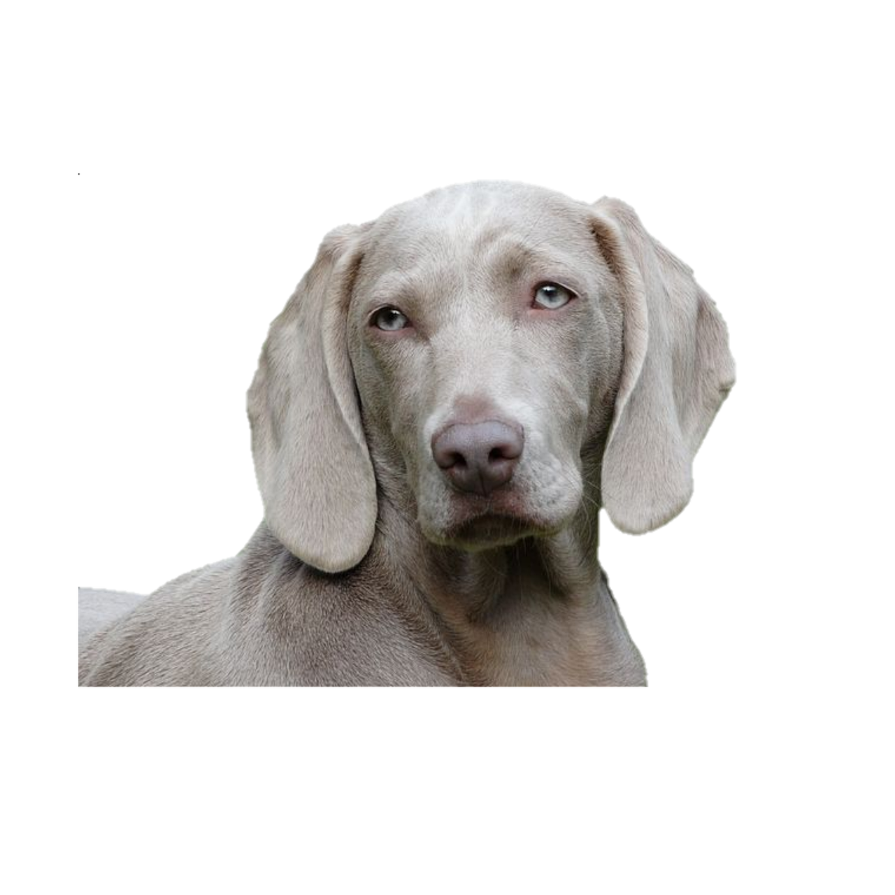 Images Png De Chien