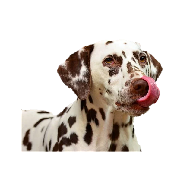 Hund Png Hunde Tiere - Kostenloses Bild auf Pixabay - Pixabay