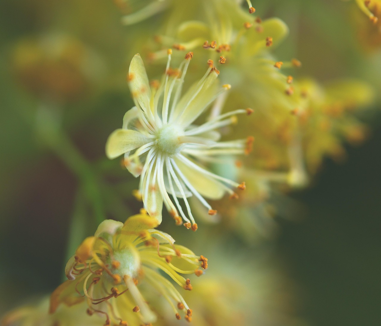 Plus de 500 images de Tilleul et de Nature - Pixabay