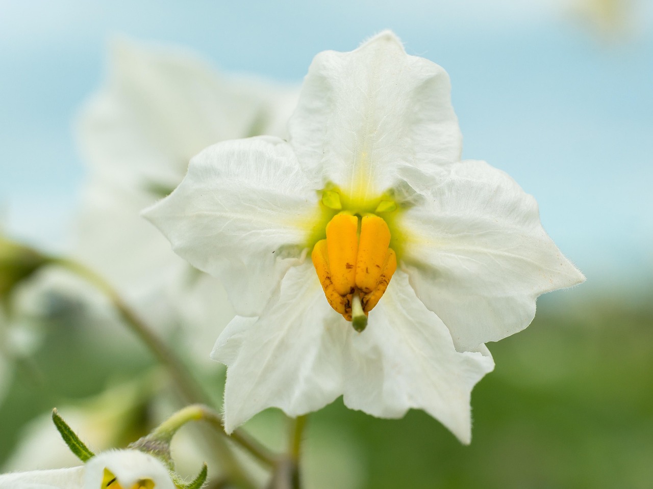 3,000+ Free Potato & Potatoes Images - Pixabay