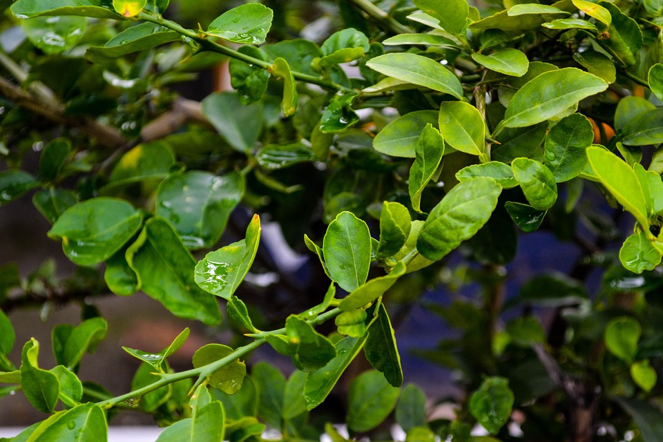 Hojas De Limón Planta Hoja - Foto gratis en Pixabay