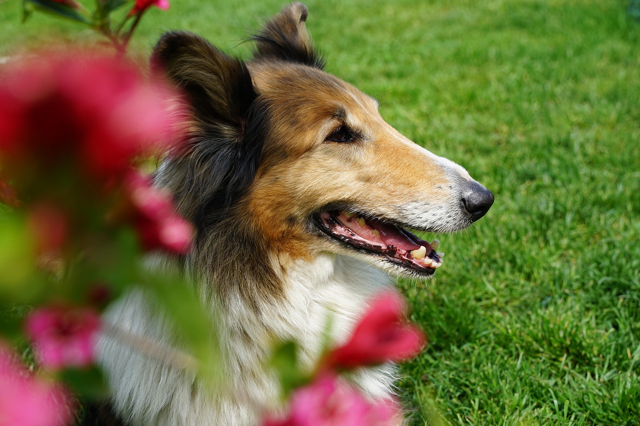 Dog Sheep-Dog Portrait - Free photo on Pixabay