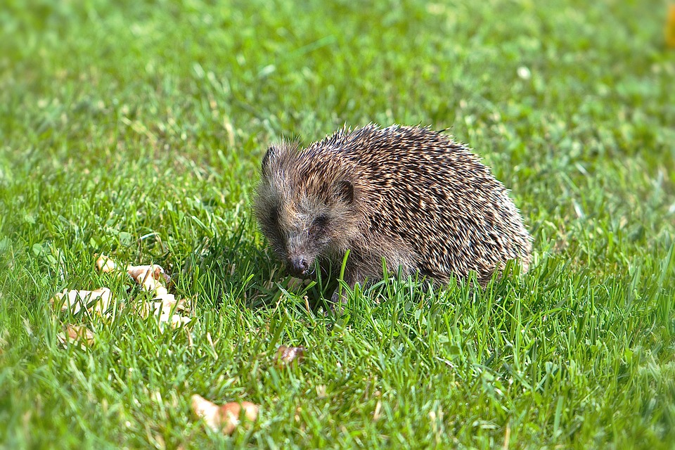 Erizo Hannah Animal Las Espinas De - Foto gratis en Pixabay - Pixabay