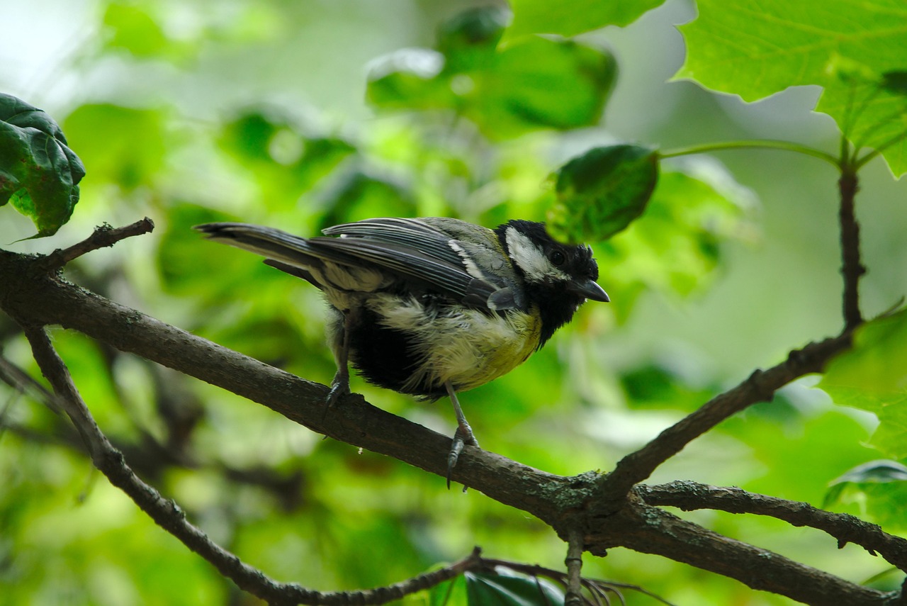 Great Tit Garden Bird Wildlife Free Photo On Pixabay Pixabay