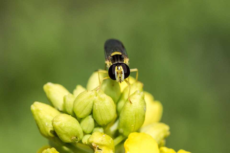 Hover Fly Macro Mimicry - Free photo on Pixabay - Pixabay