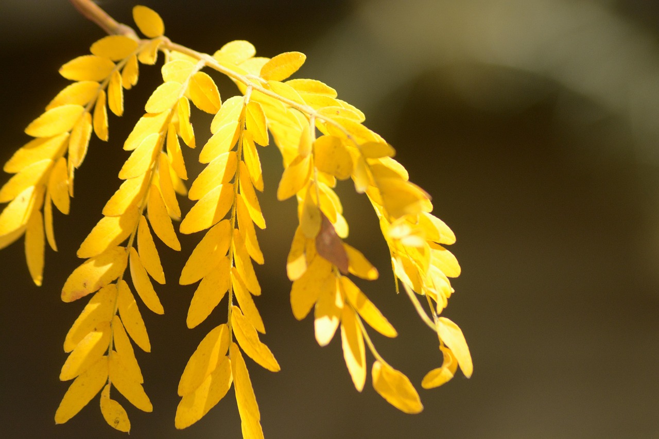 Leaves Yellow Nature - Free photo on Pixabay - Pixabay