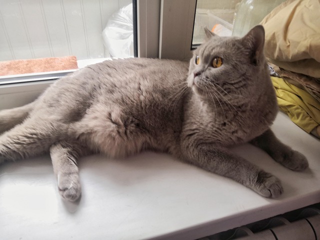 Britânico Gato Animais Mundo - Foto gratuita no Pixabay - Pixabay