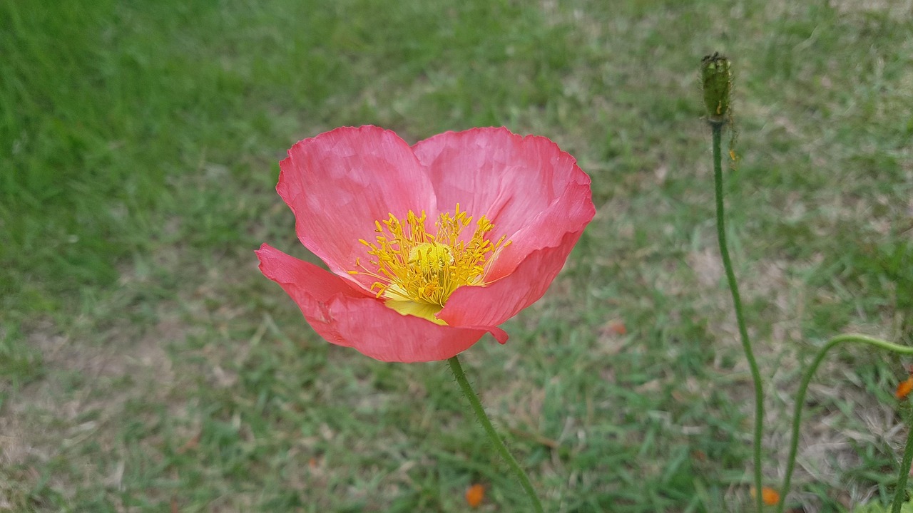 Pink Poppy Beautiful - Free photo on Pixabay