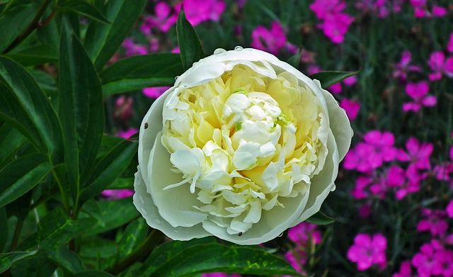 Pfingstrose Blumen White - Kostenloses Foto auf Pixabay - Pixabay