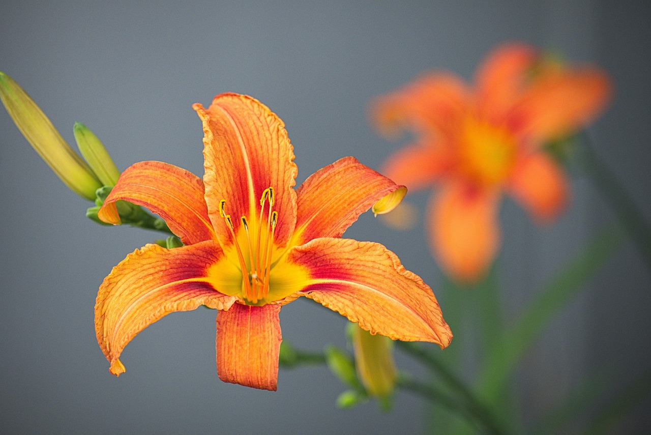 Naturaleza Flores Macro Free Images : Nature, Plant, Leaf, Flower,