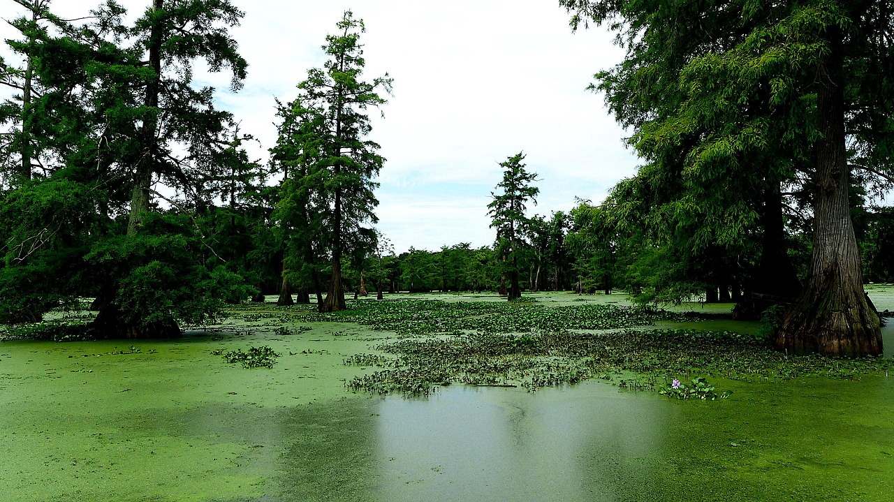 100+ Free Bayou & Louisiana Images - Pixabay
