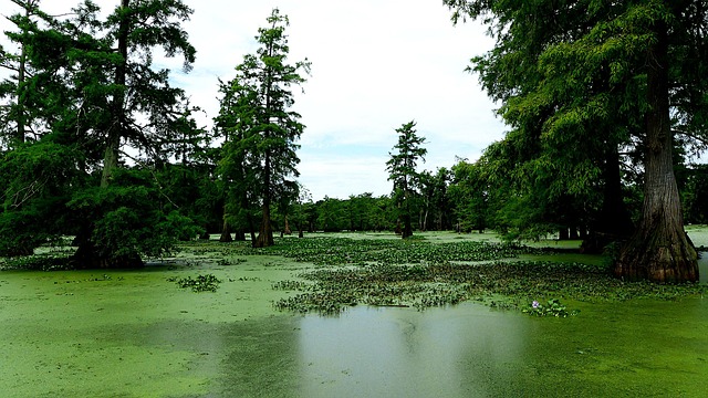 Louisiana America Bayou - Free photo on Pixabay