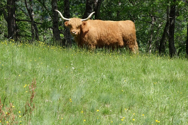 Schottisches Hochlandrind Wiese - Kostenloses Foto auf Pixabay
