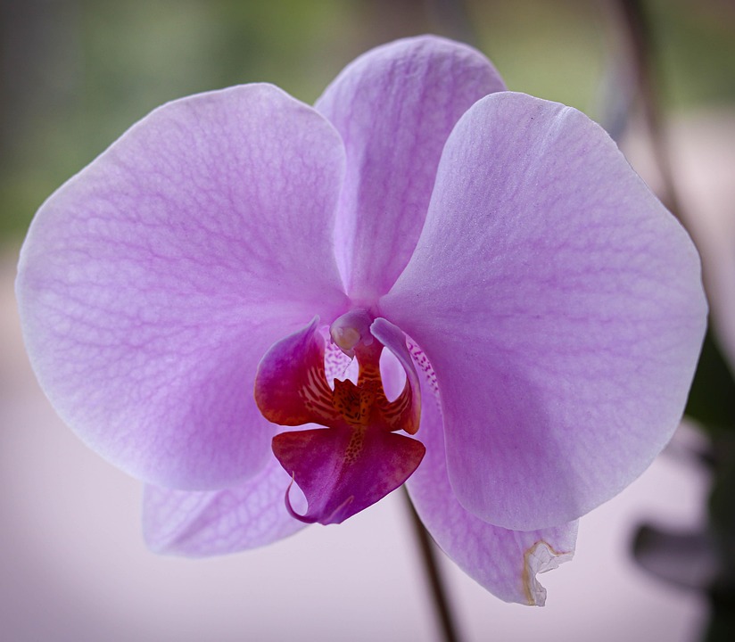 Flower Naturaleza Pink Flowers - Foto gratis en Pixabay - Pixabay