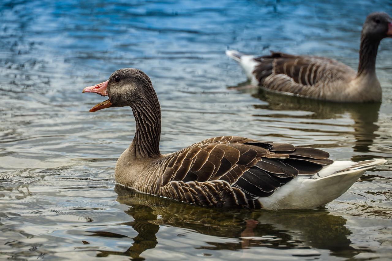 Pato Pájaro Animal - Foto gratis en Pixabay - Pixabay