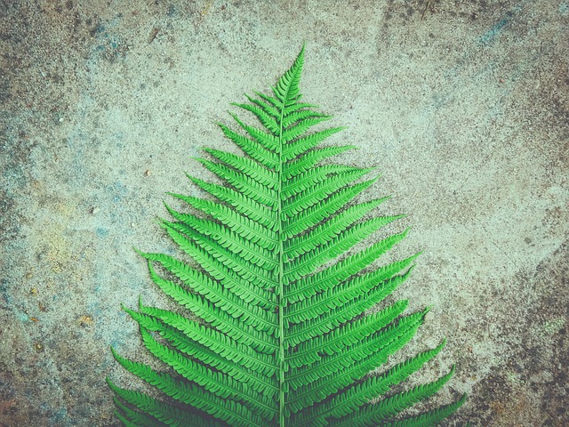 Fern Nature Verde - Foto gratuita no Pixabay - Pixabay