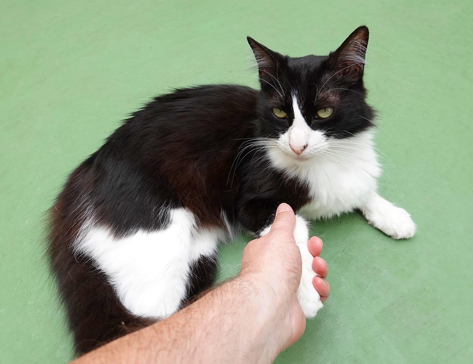 Amigos Gato Humano Aperto De - Foto gratuita no Pixabay - Pixabay