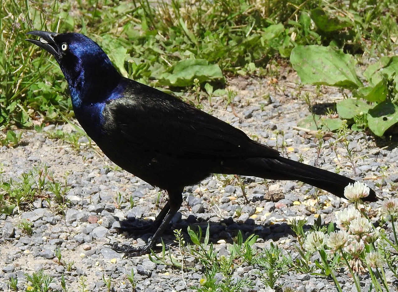 Grackle Comum Roxo - Foto gratuita no Pixabay - Pixabay