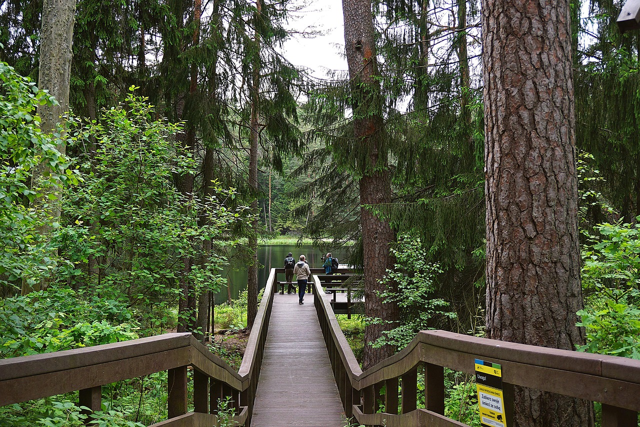 Bridge Forest Trees - Free photo on Pixabay - Pixabay