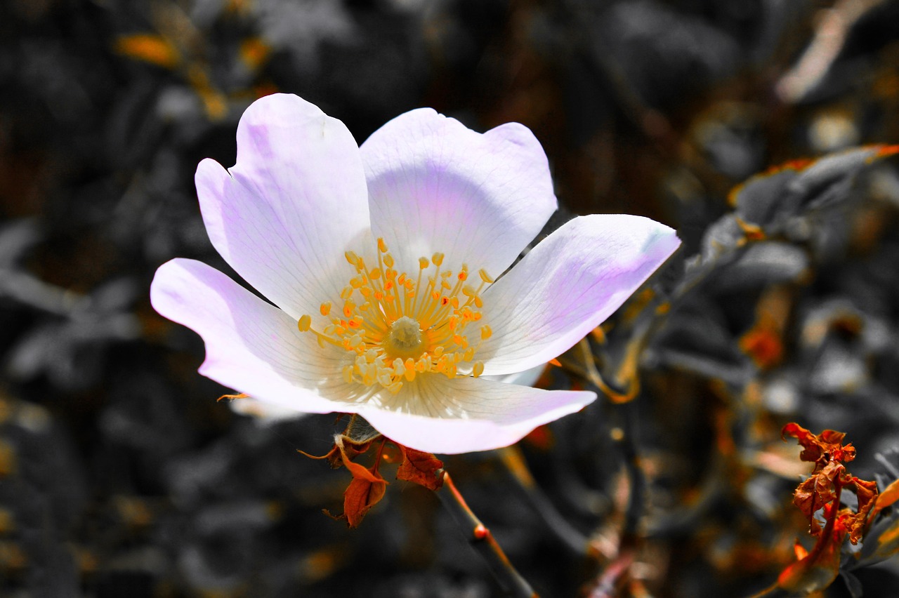 Flower Plant Head - Free photo on Pixabay