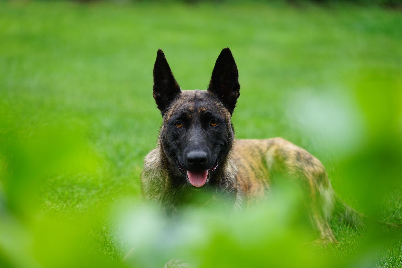 Dog Sheep-Dog Portrait - Free photo on Pixabay - Pixabay