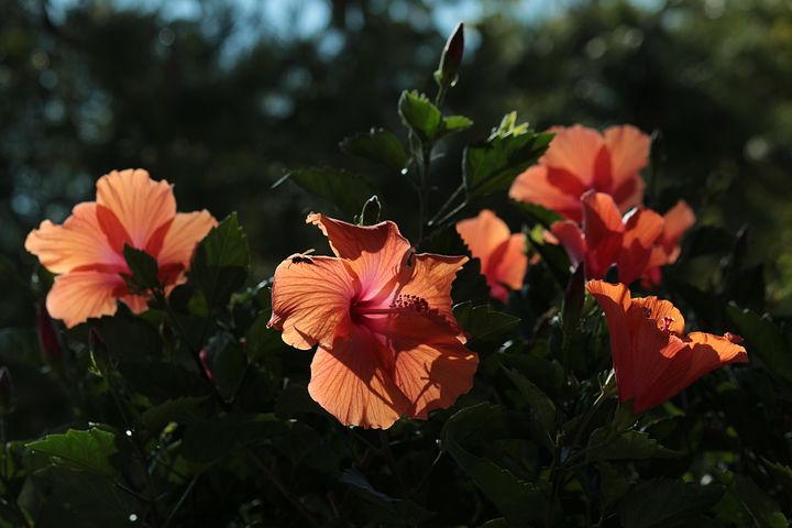 60+ Free Orang Hawaii & Hawaii Images - Pixabay