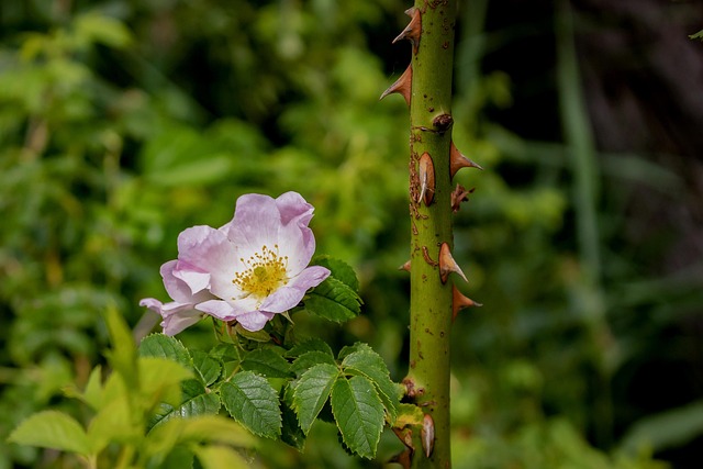 Brian Rose Branch - Free photo on Pixabay - Pixabay