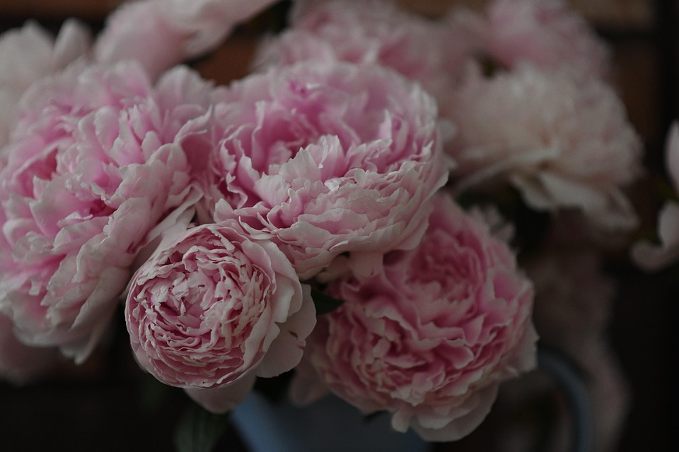 Pfingstrose Rosa Blume - Kostenloses Foto auf Pixabay