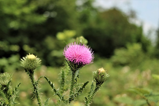 Cardo Flor De Naturaleza - Foto gratis en Pixabay - Pixabay