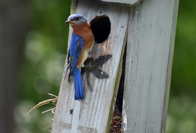 Bluebird Bird Nature - Free photo on Pixabay - Pixabay