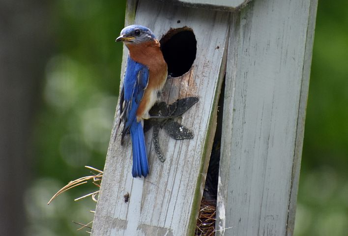 100+ Free Bluebird & Bird Images