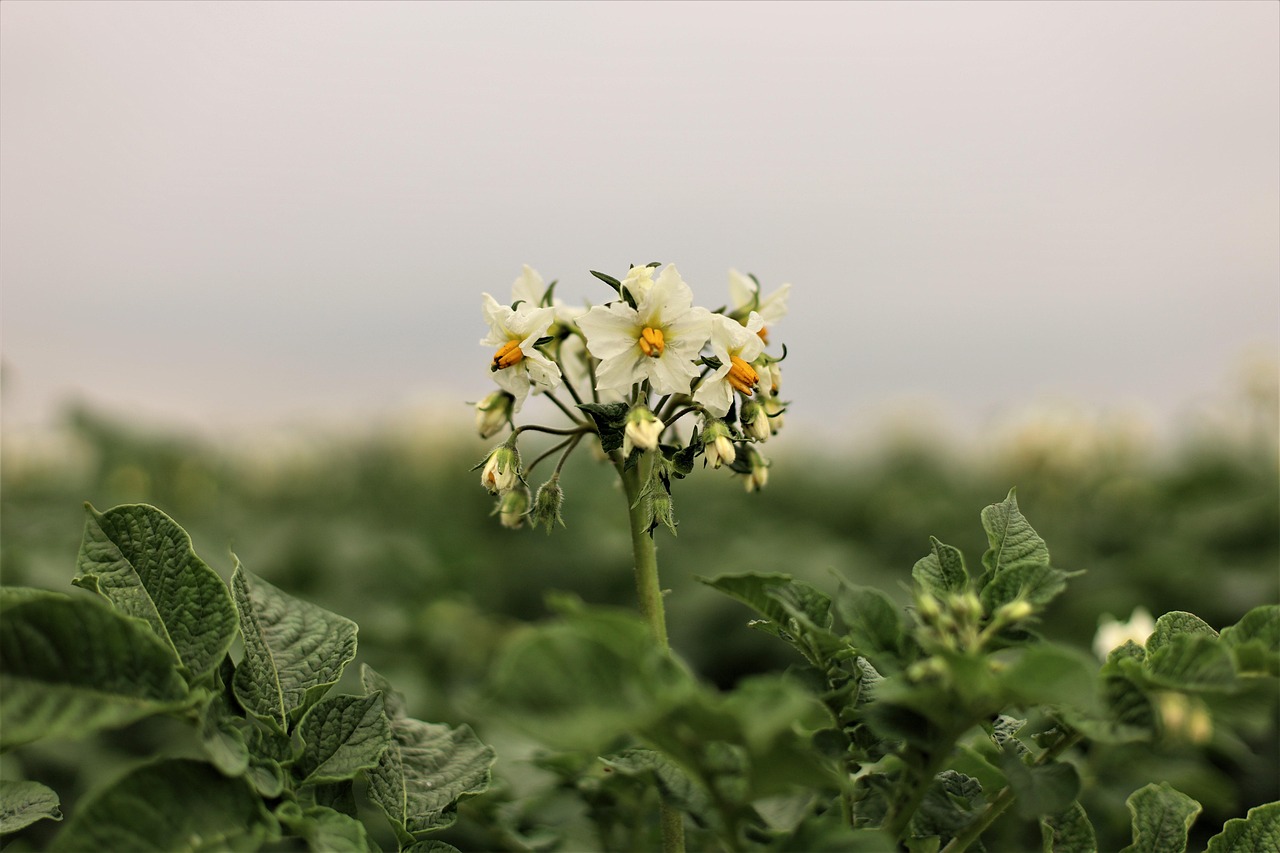 20,000+ Free Potato Field & Potatoes Images - Pixabay