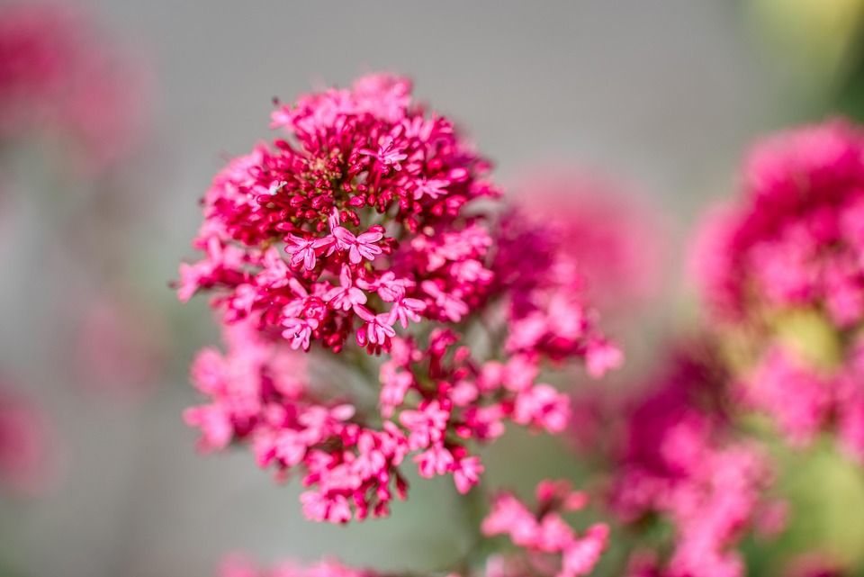 红色刺花 Centranthus曲霉 缬草工厂 - Pixabay上的免费照片 - Pixabay