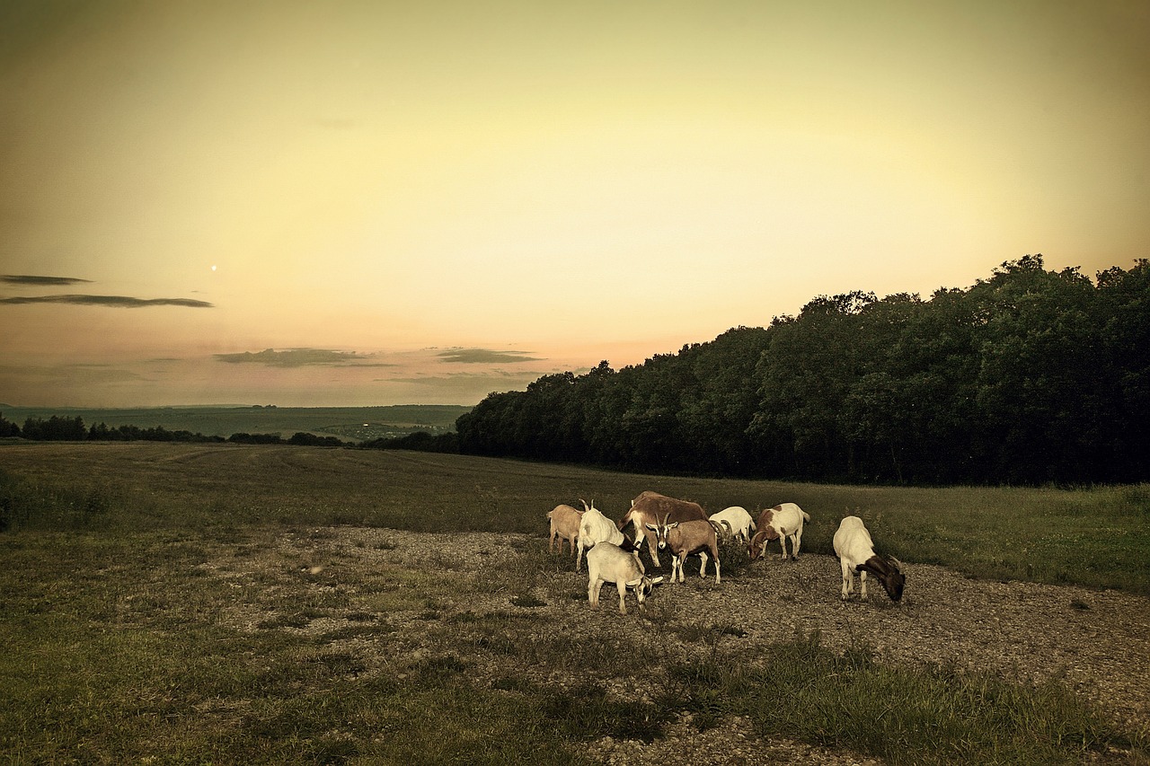 Eve Goats Pasture - Free photo on Pixabay - Pixabay