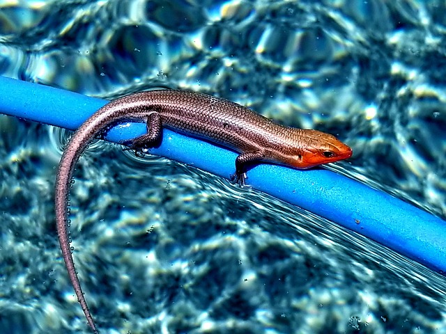 Lagarto Azul Agua - Foto gratuita no Pixabay - Pixabay