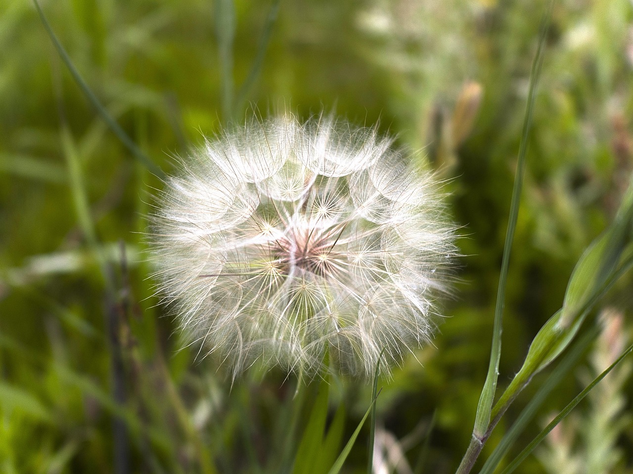 White Pólen No Jardim Suave Luz - Foto gratuita no Pixabay - Pixabay