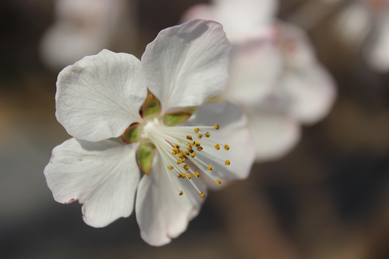 90+ Free Beijing Beauties & Beijing Images - Pixabay
