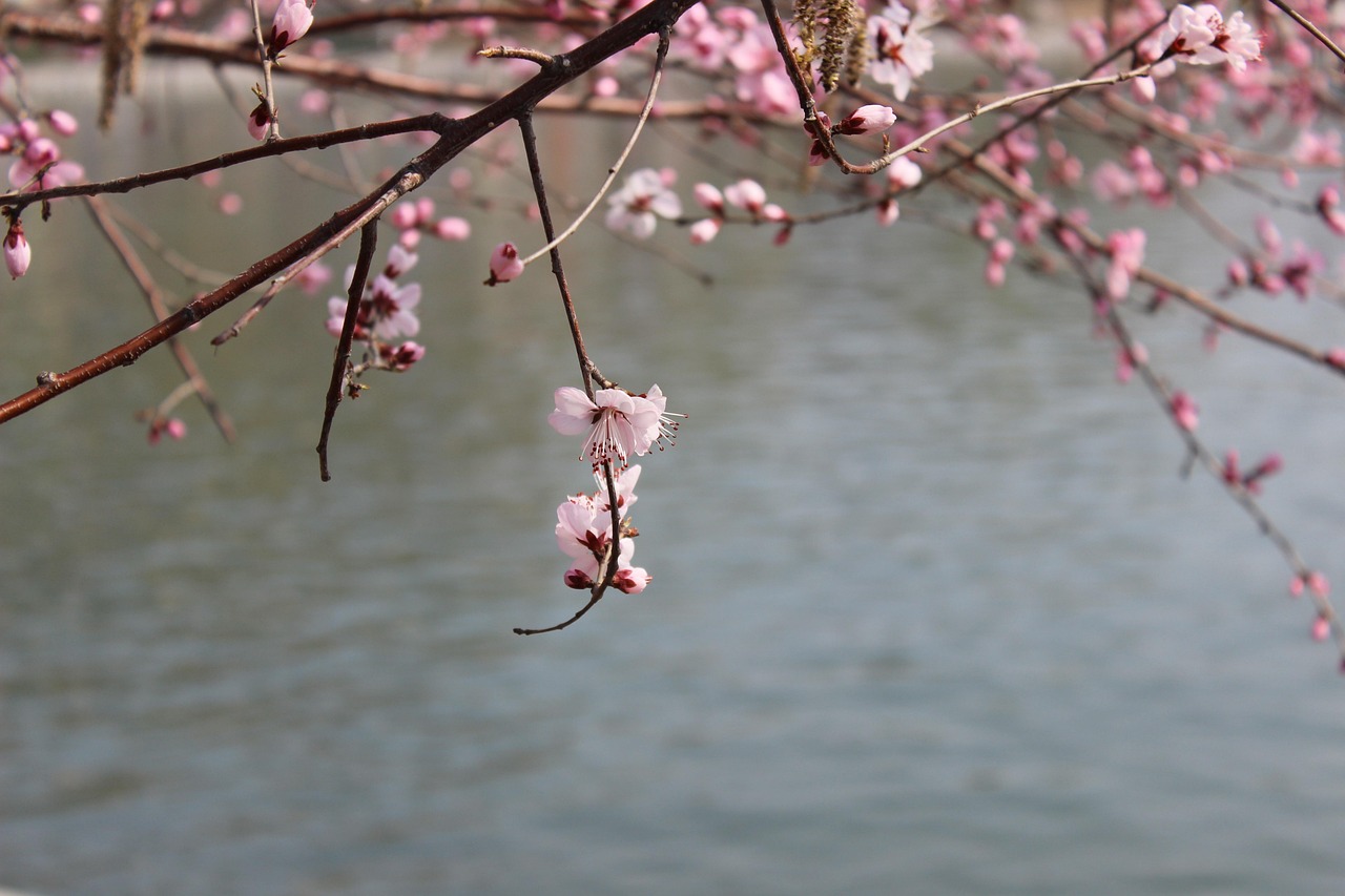 Fleur Le Printemps Fleurs De - Photo gratuite sur Pixabay - Pixabay