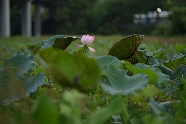Lotus Vue Vert - Photo gratuite sur Pixabay - Pixabay