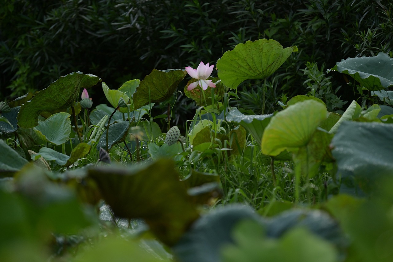 Lotus Vue Vert - Photo gratuite sur Pixabay - Pixabay