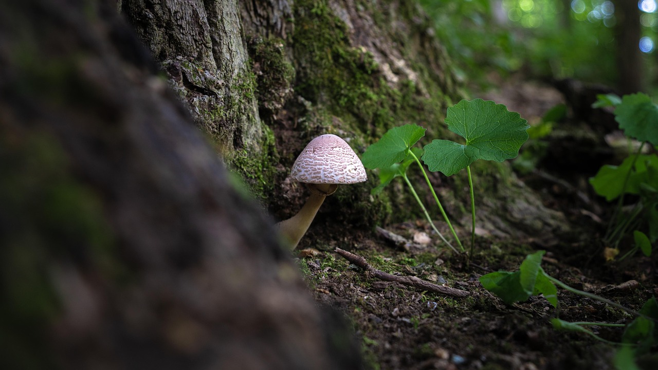 Champignon Forrest Nature - Photo gratuite sur Pixabay - Pixabay