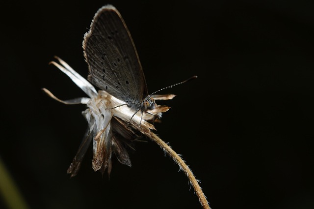 Kupu-Kupu Bug Rumput - Foto gratis di Pixabay - Pixabay