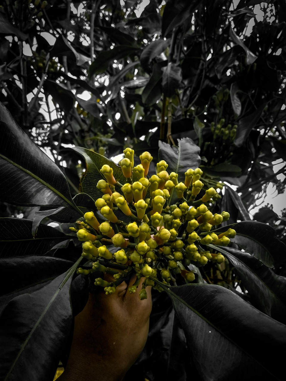 Cengkeh Bunga - Photo gratuite sur Pixabay - Pixabay