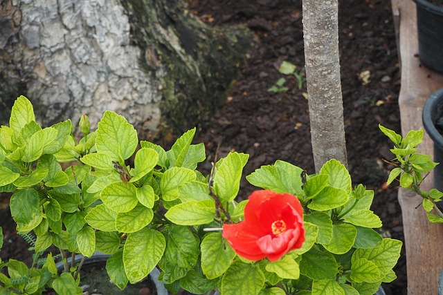 Bunga Segar Hijau - Foto gratis di Pixabay - Pixabay